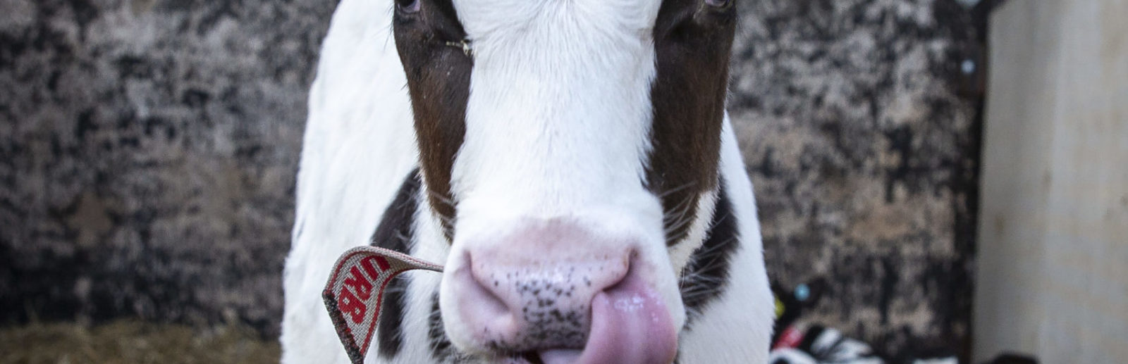 Ken Storr Dairy Farmer - Rehydion